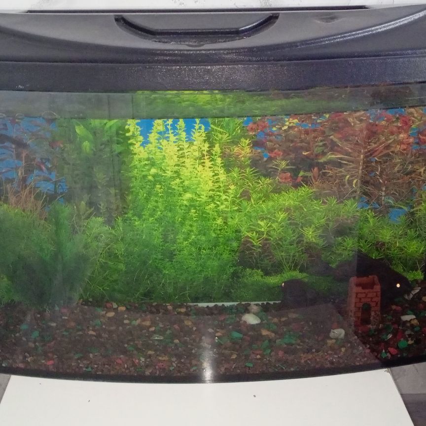 Аквариум с фильтром   2 сома