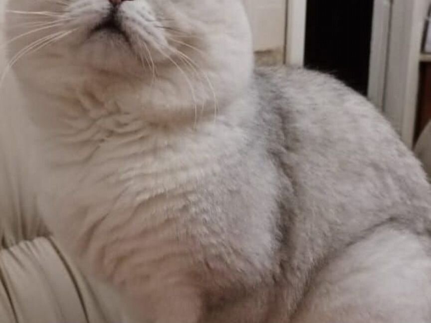 Шотландский кот на вязку