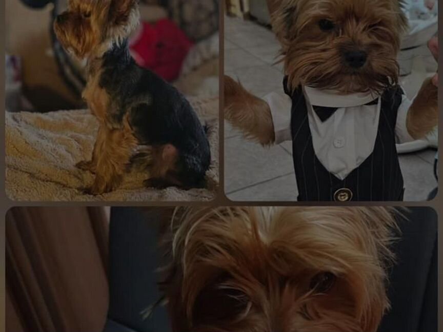 Йоркширский терьер