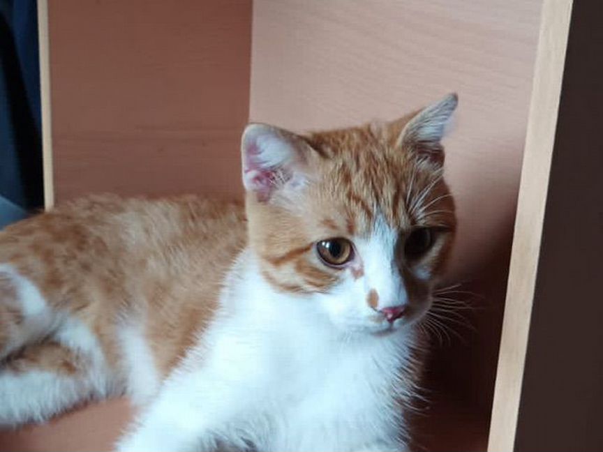 Рыжий котенок в добрые руки бесплатно