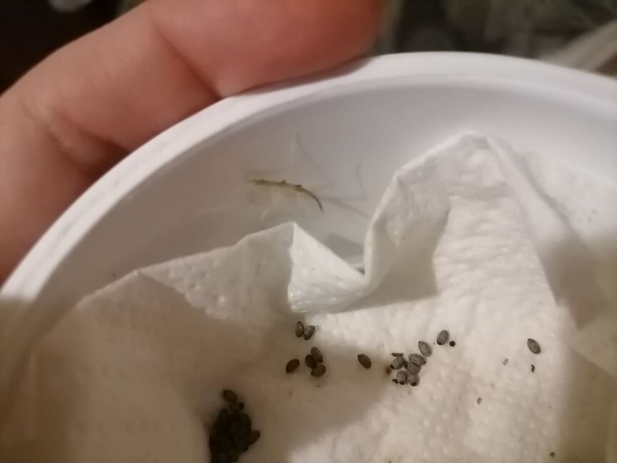 Аннамские палочники малыши