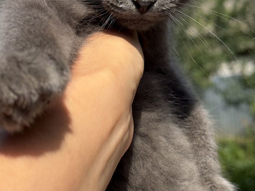 Шотландские вислоухие котята