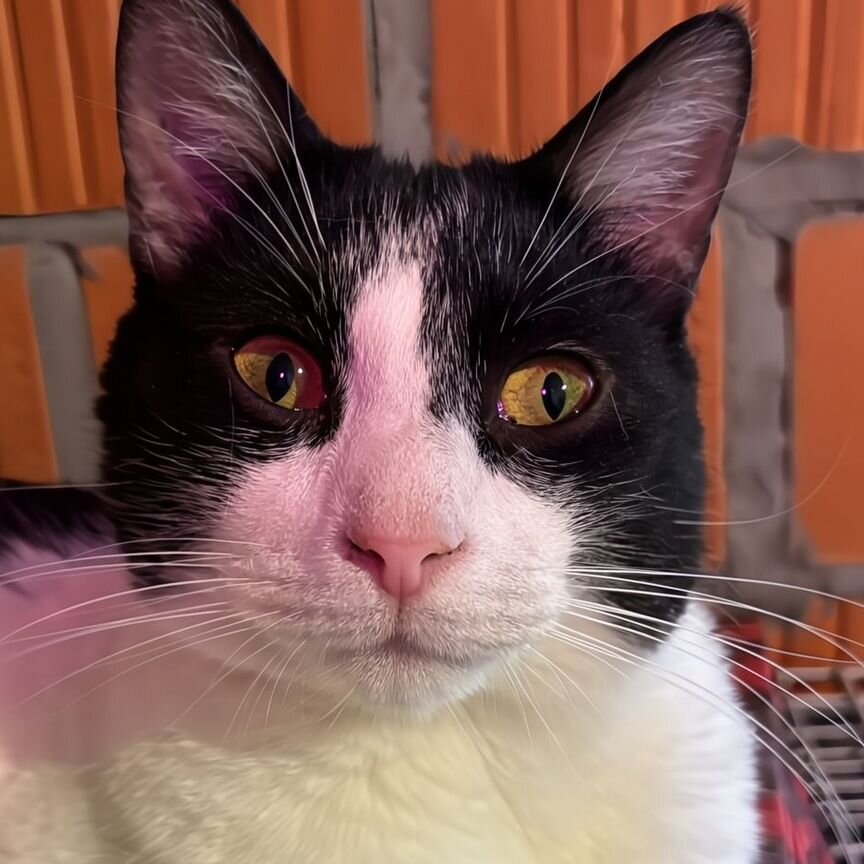 Взрослый кот в добрые руки