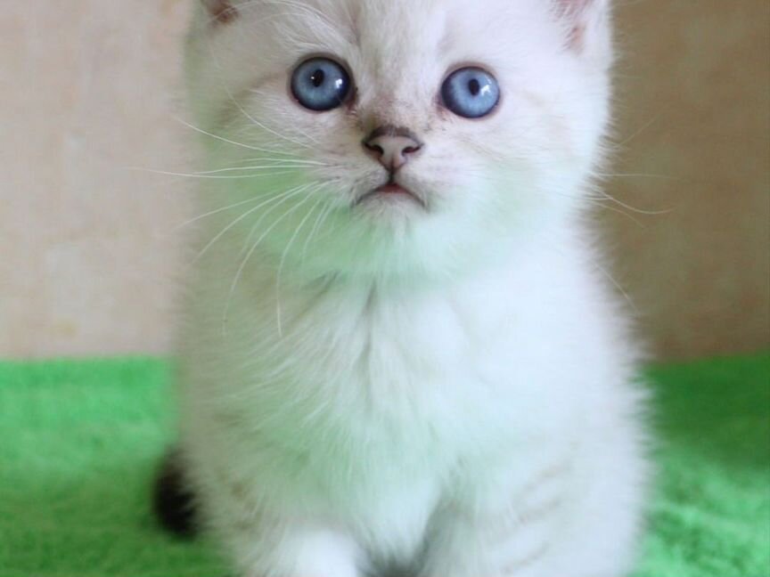 Британский мальчик