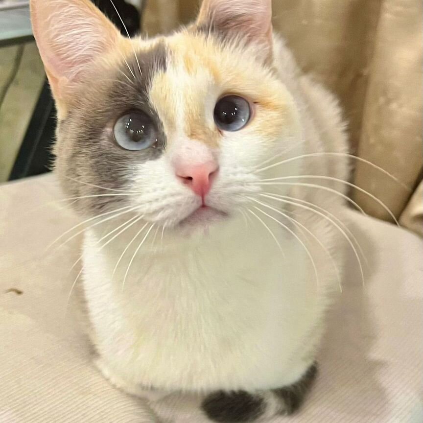 Кошки в добрые руки