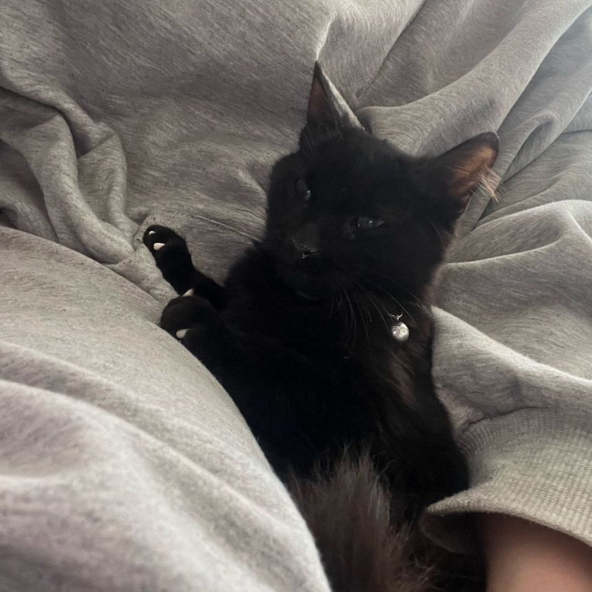 Бомбейский котёнок