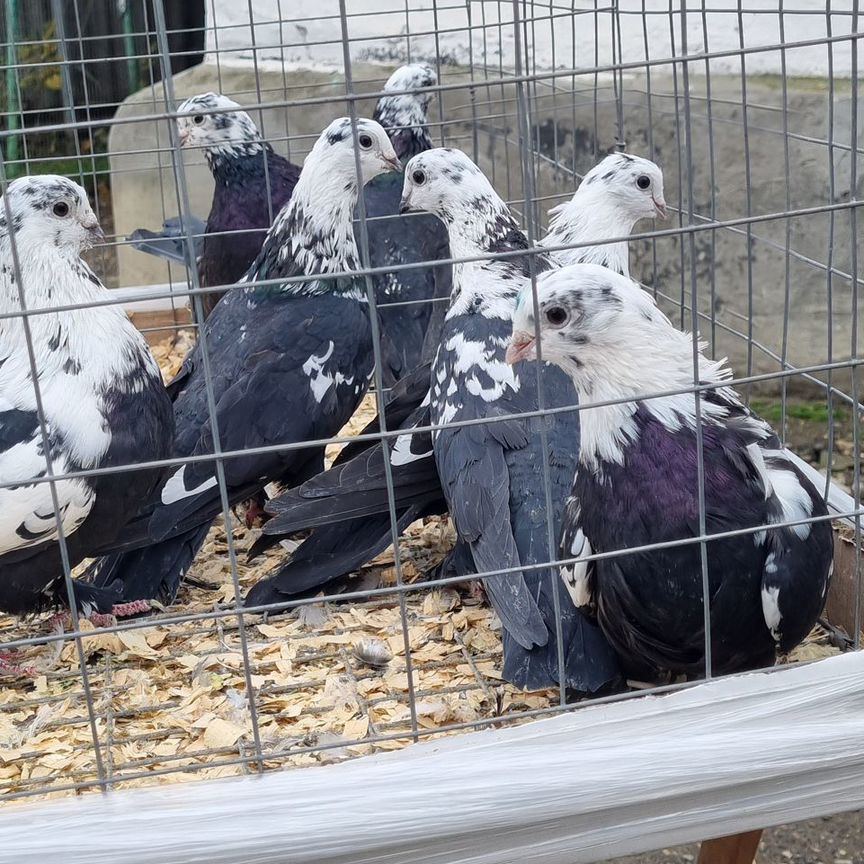 Голуби Леушковские