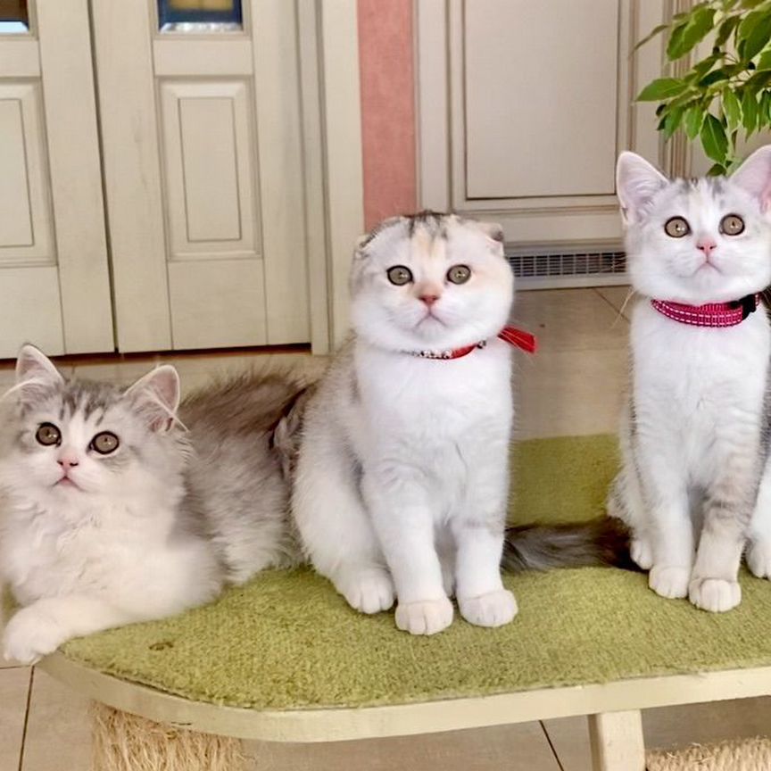 Шотл. Вислоухая Дев. Котята