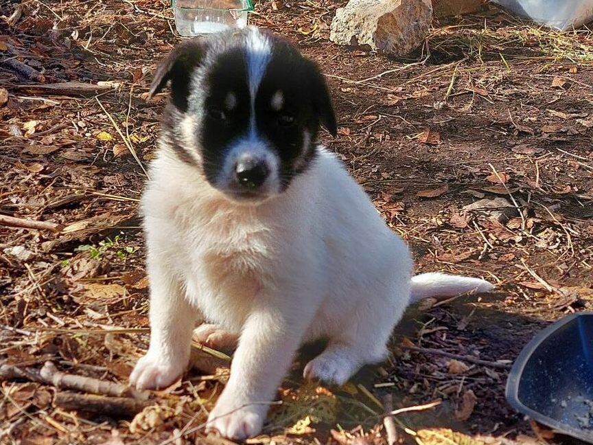 Щеночки в добрые руки