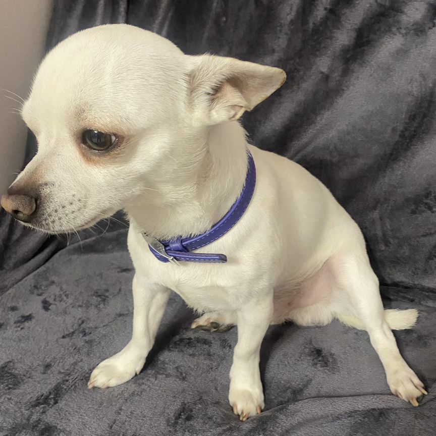 Чихуахуа, вязка