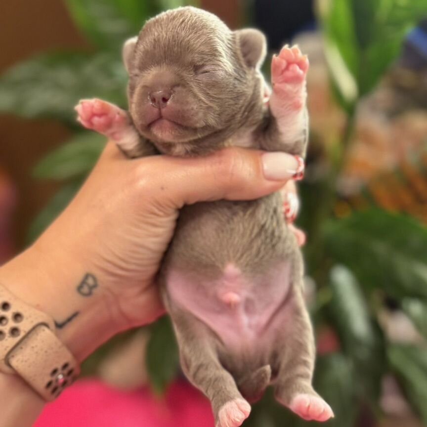 Чихуахуа, щенок