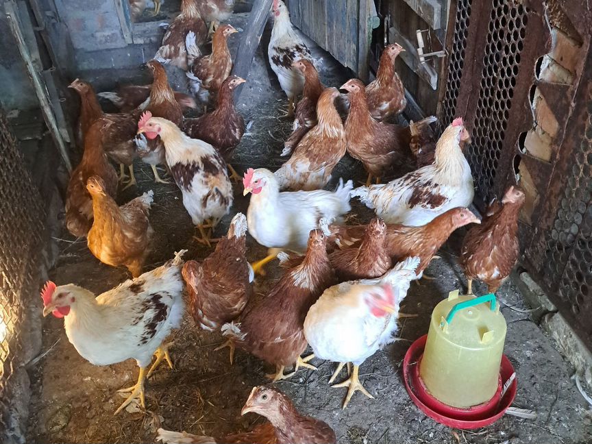 Молодые петушки