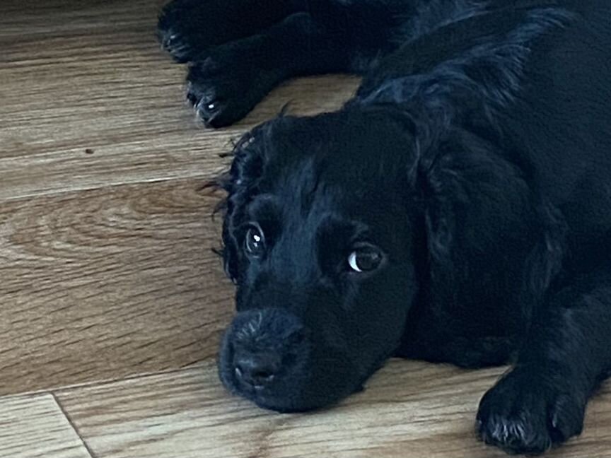 Собака в добрые руки щенок спаниель