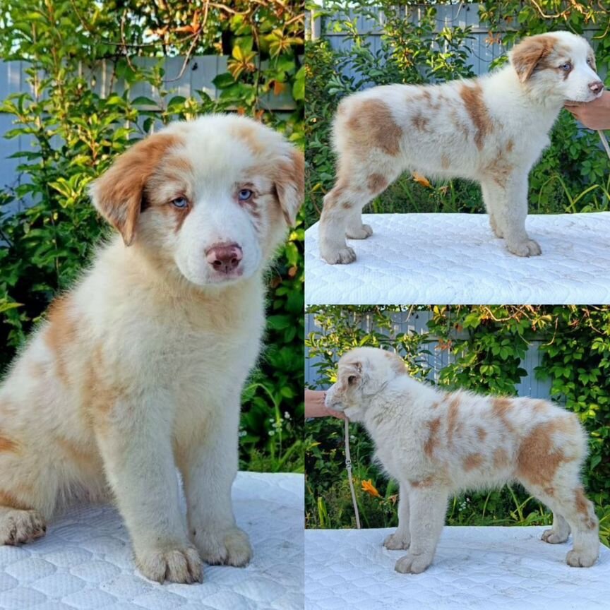 Мальчик аусси красный мрамор