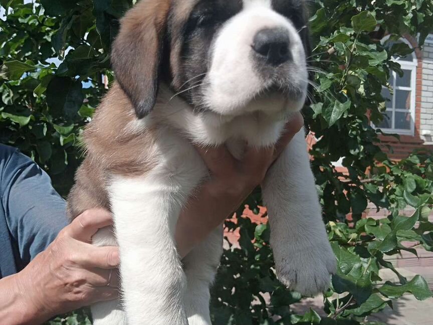 Щенки сенбернара