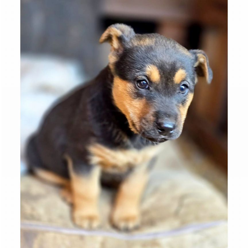 Щенки отдам