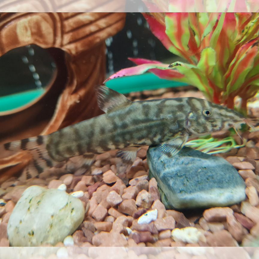 Сом тигровый