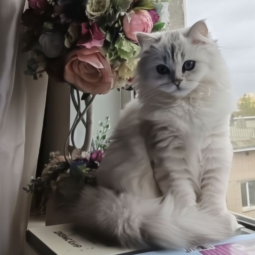 Британский длинношёрстный котёнок