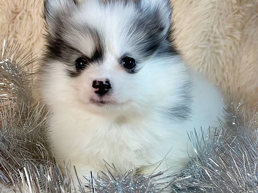 Помски