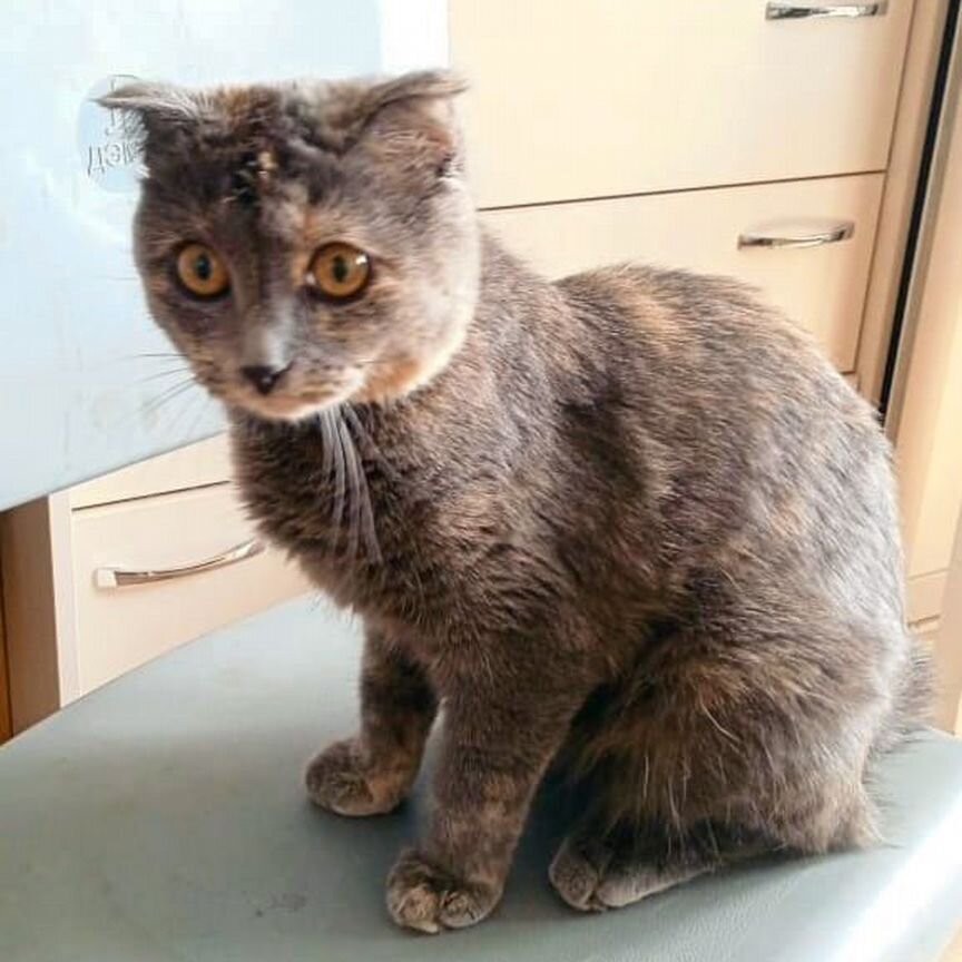 Кошка Апрелька