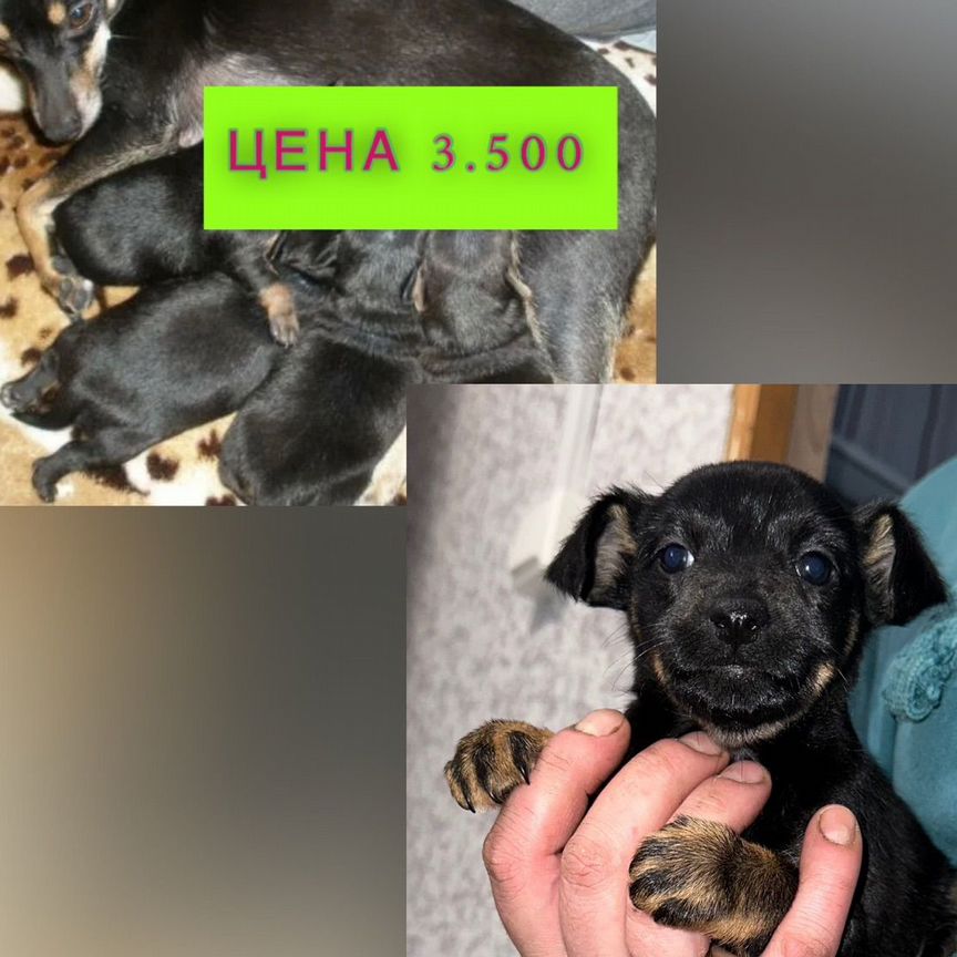 Девочки от тойчики,щенки