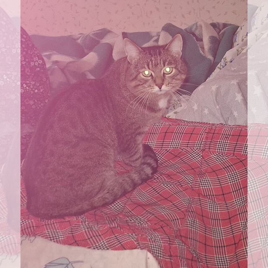 Взрослый кот в добрые руки