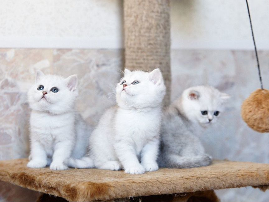 Котята серебристой шиншиллы