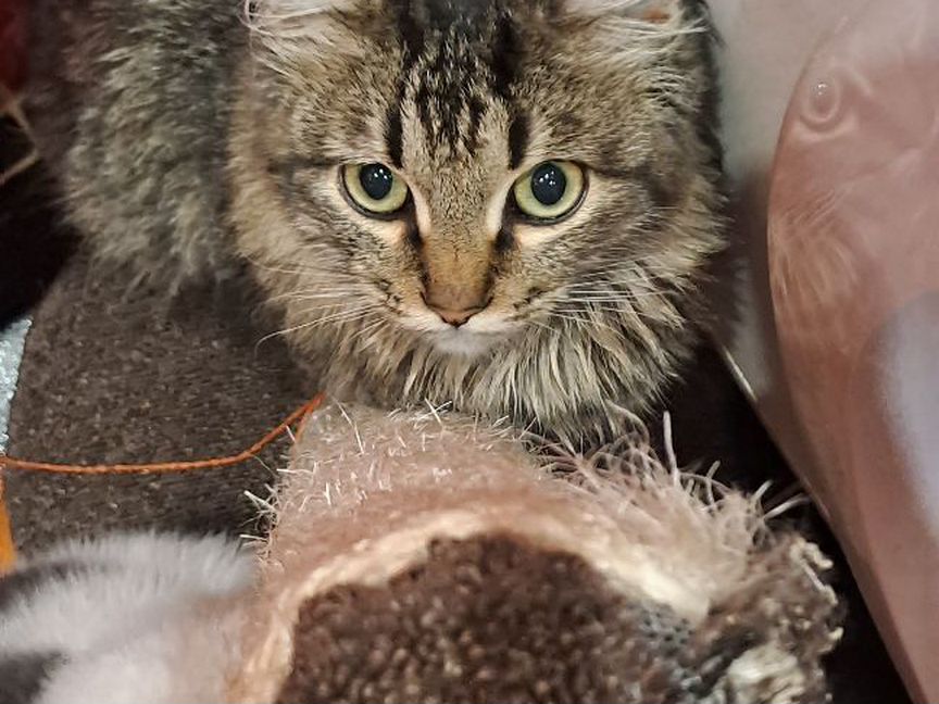 Котик