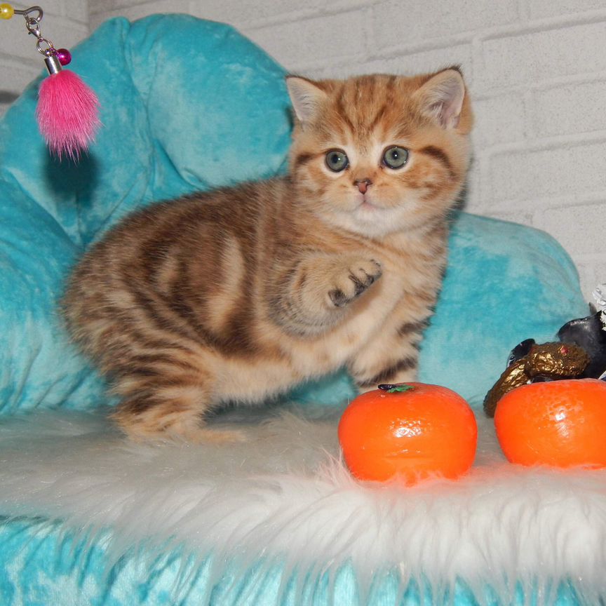 Сладкое счастье