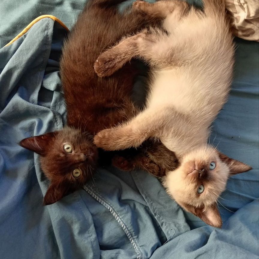 Котенок черненький с белым пузиком бесплатно
