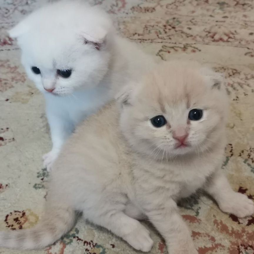 Шотландский вислоухий короткошёрстный котёнок