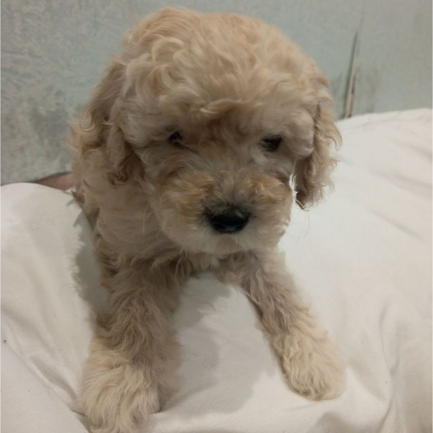 Карликовый пудель, щенок