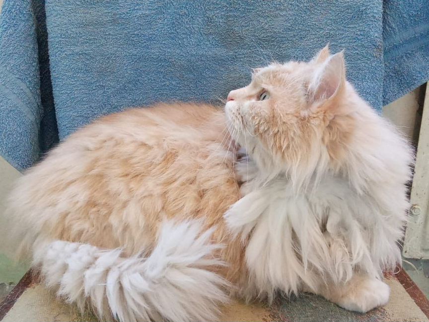 Кошка бесплатно в доьрые руки