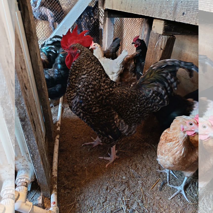 Петухи домашние