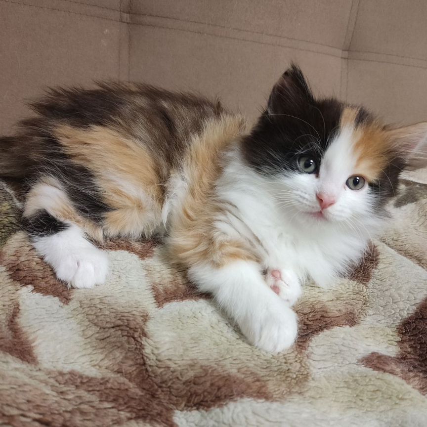 Турецкая ангора котёнок