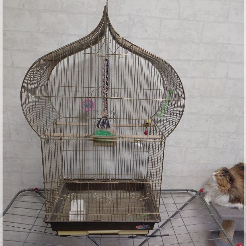 Попугай корелла мальчик