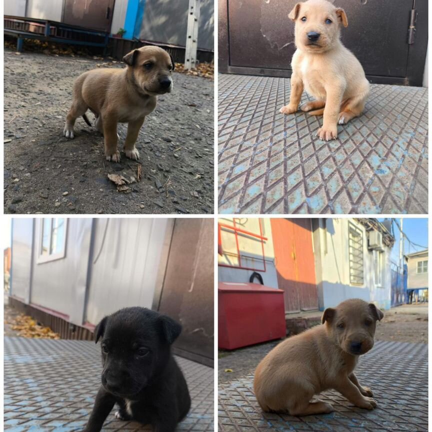 Невероятные щенки в добрые руки