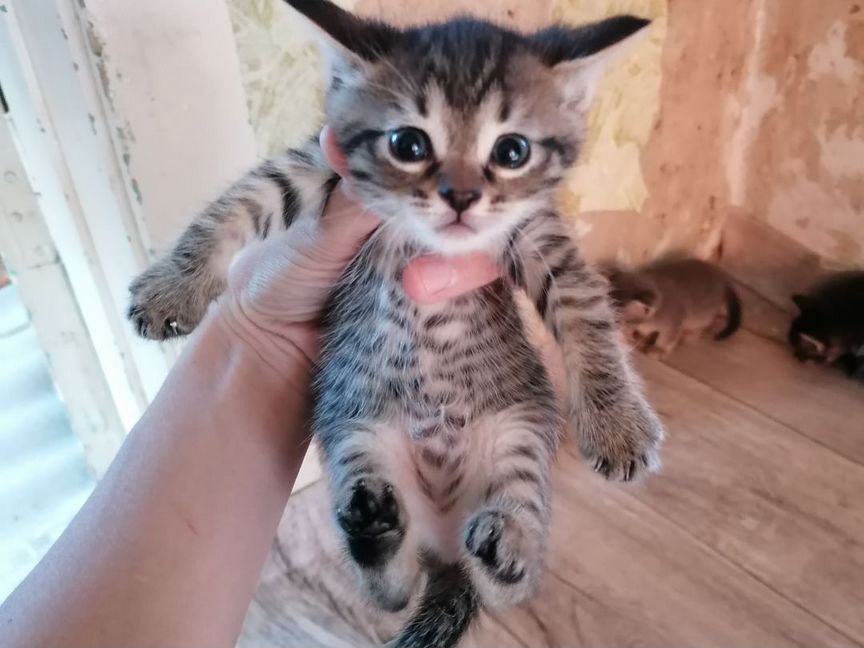 Котята в добрые руки бесплатно