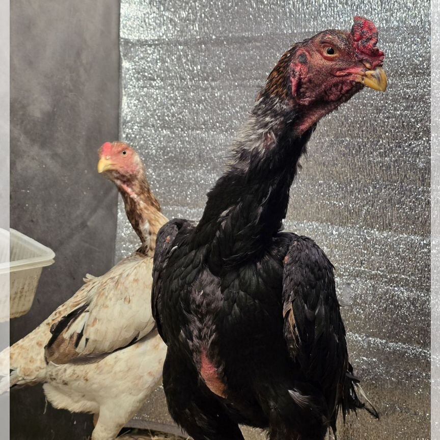 Бойцовые петухи о шамо, пара