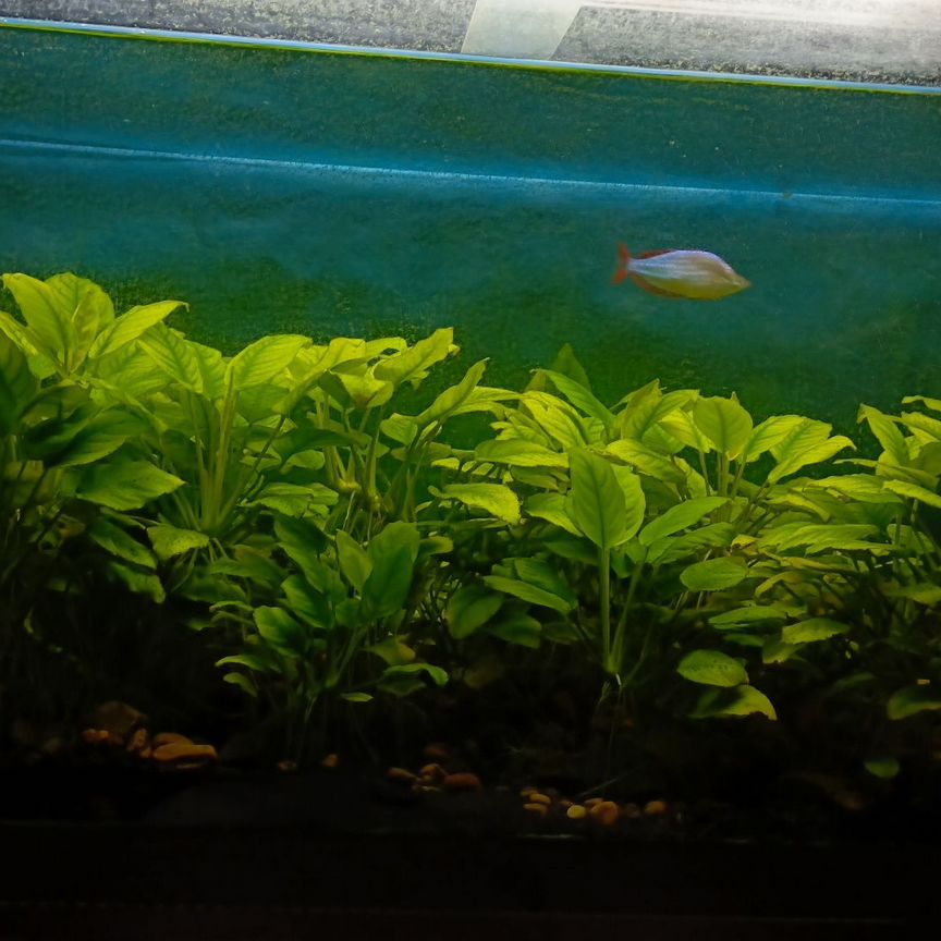 Анубиас большие кусты и средние