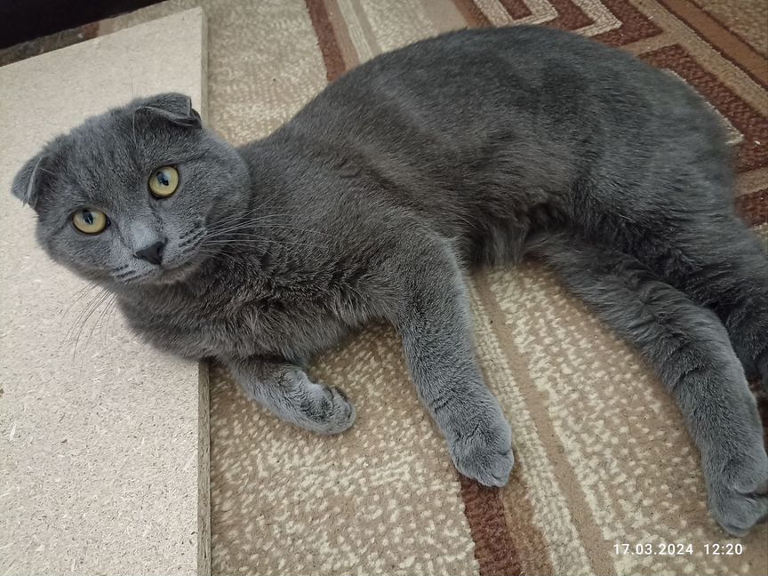 Кот вислоухий в дар