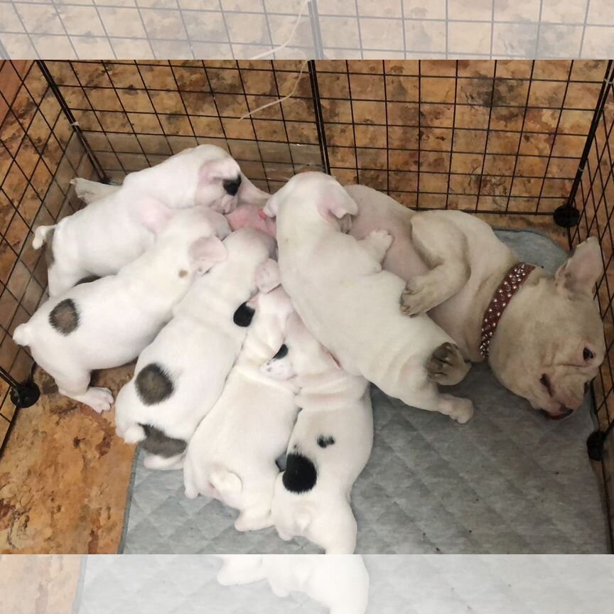 Французики ждут своих пап и мам