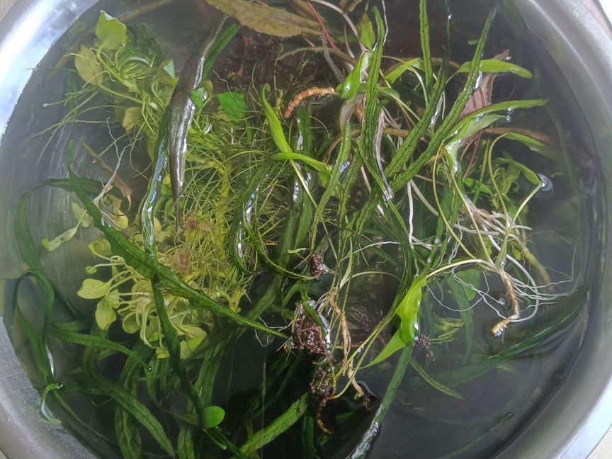 Аквариумные растения