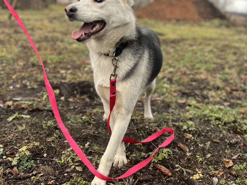 Необыкновенная Лина хочет домой. Собака