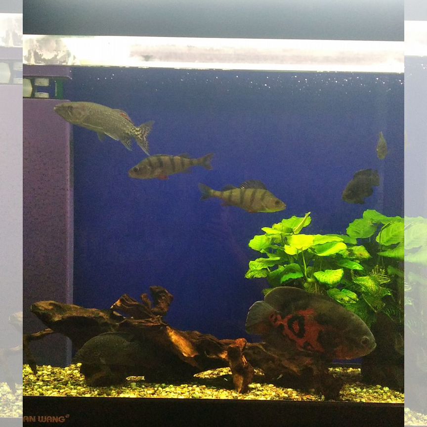 Аквариум с тумбой 450 литров