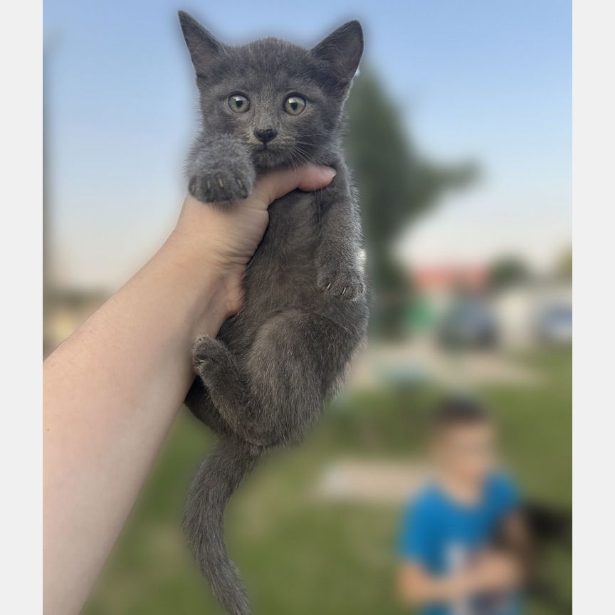 Котята девочки в добрые руки