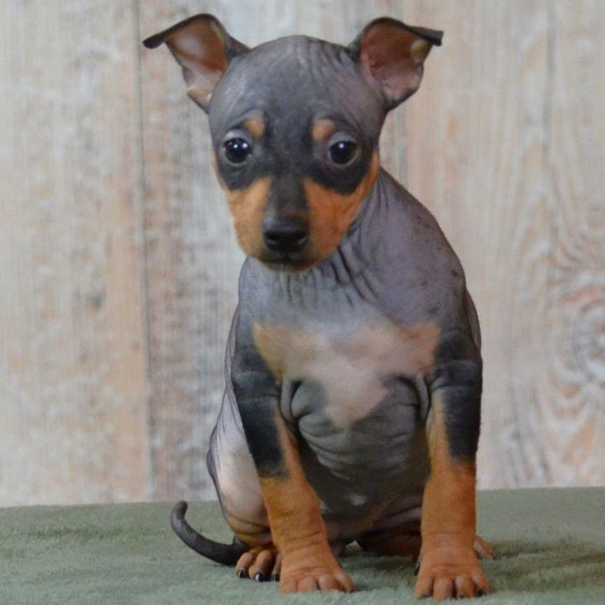 Американский голый терьер, щенок