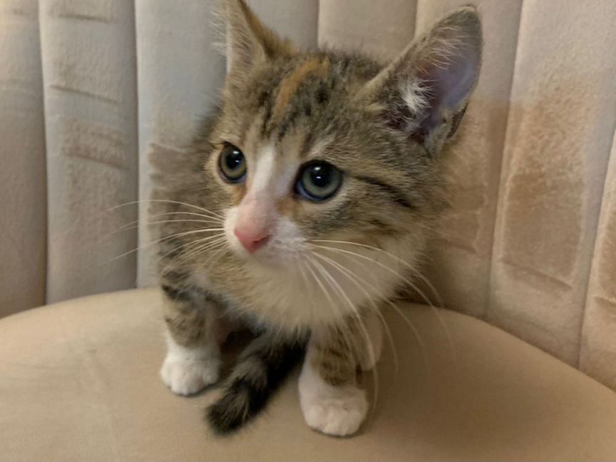 Котёнок Люся в поиске семьи