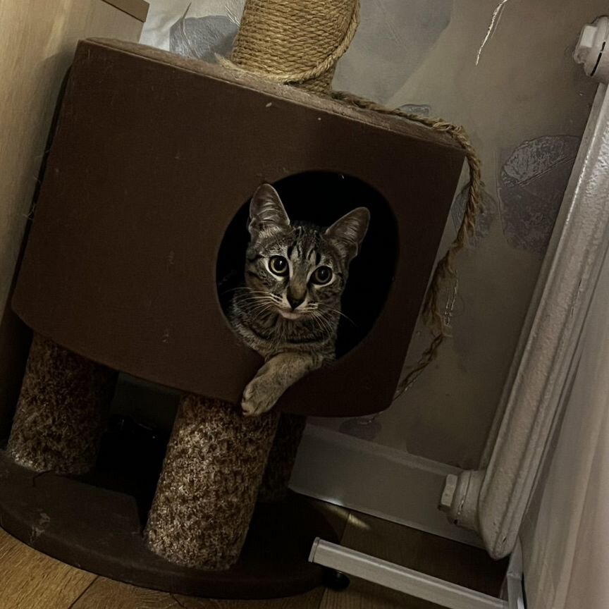Котенок в добрые руки
