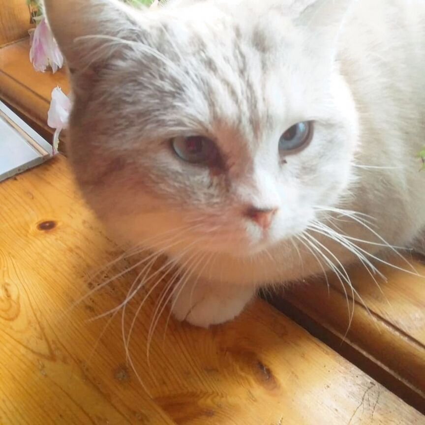 Тайский кот котик